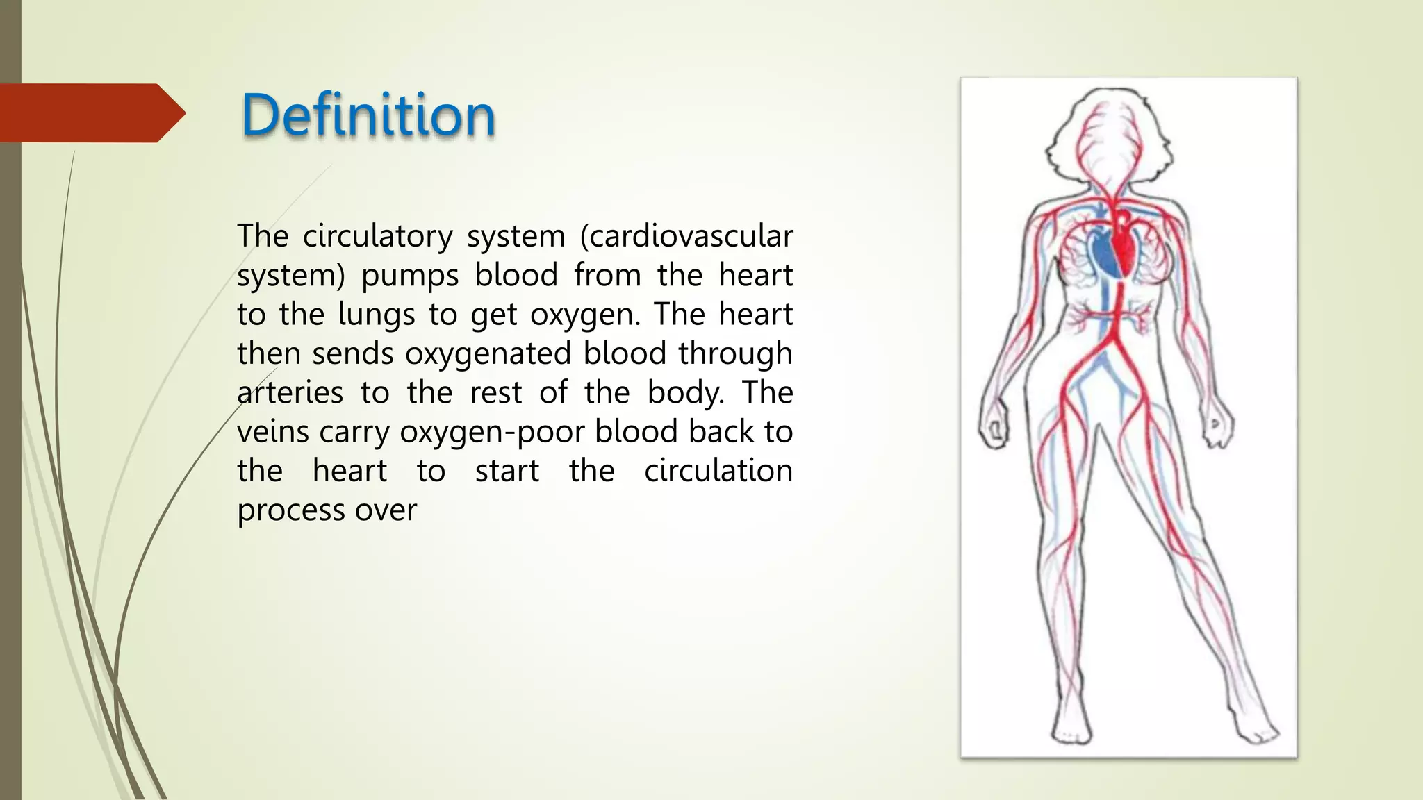 Circulation of blood in human body ppt.pptx