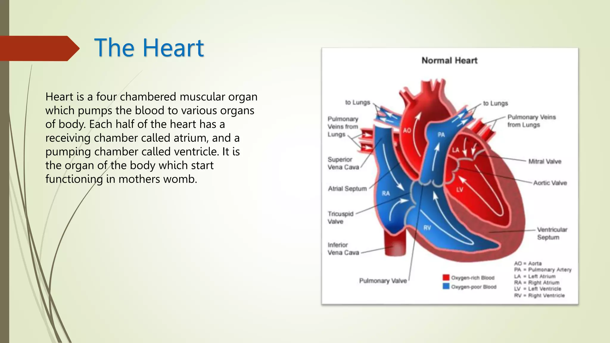 Circulation of blood in human body ppt.pptx