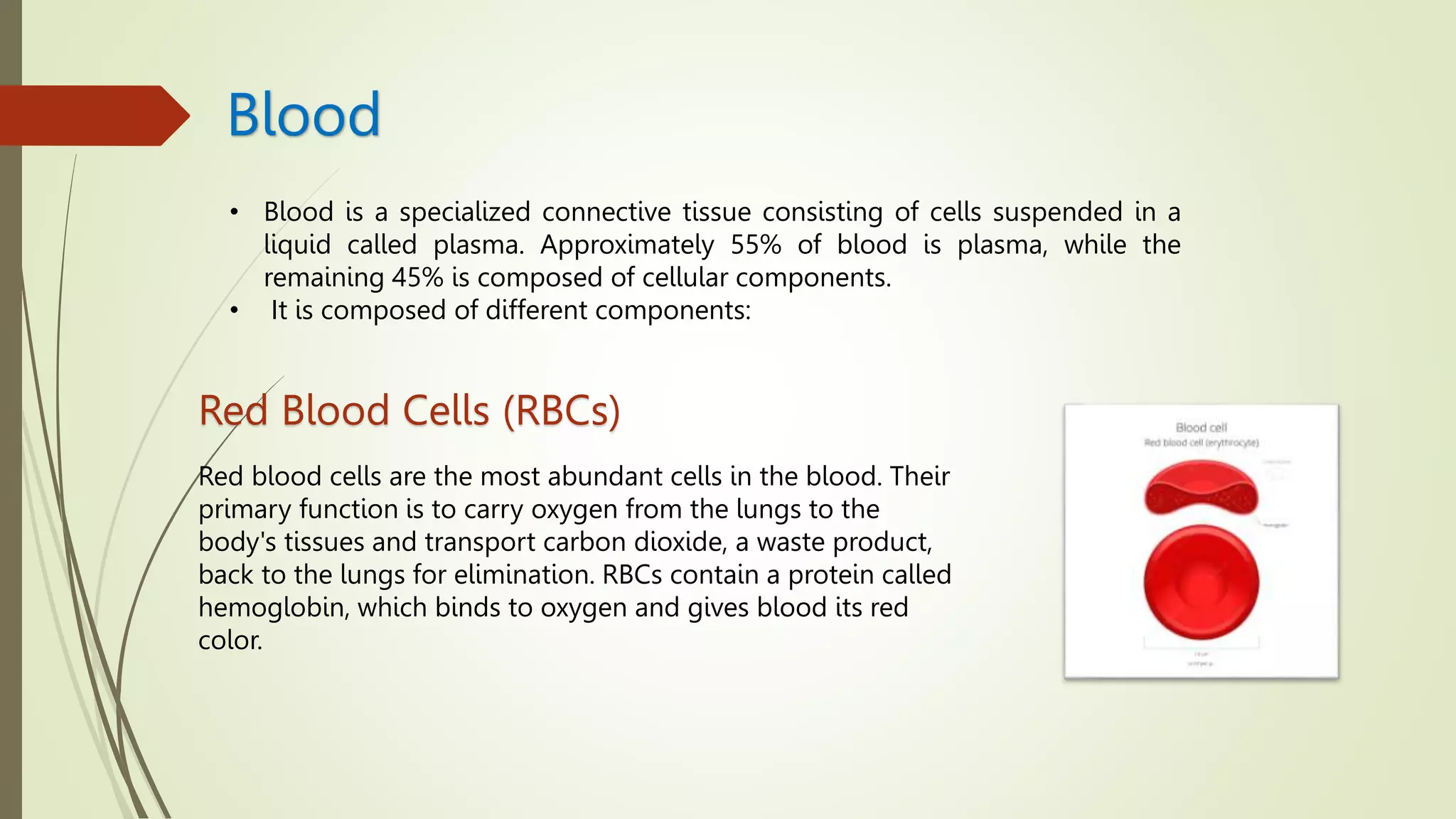 Circulation of blood in human body ppt.pptx