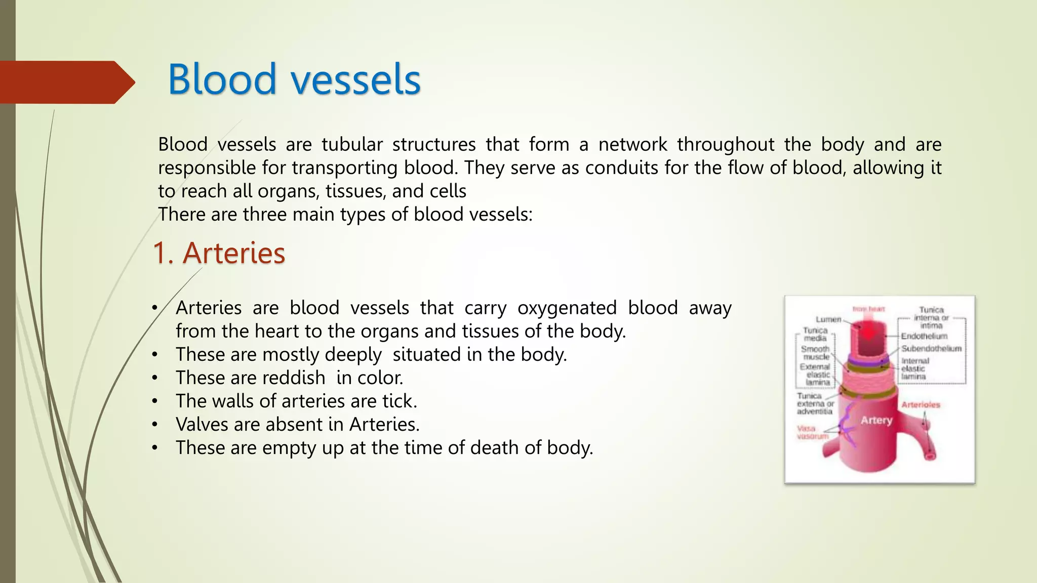 Circulation of blood in human body ppt.pptx
