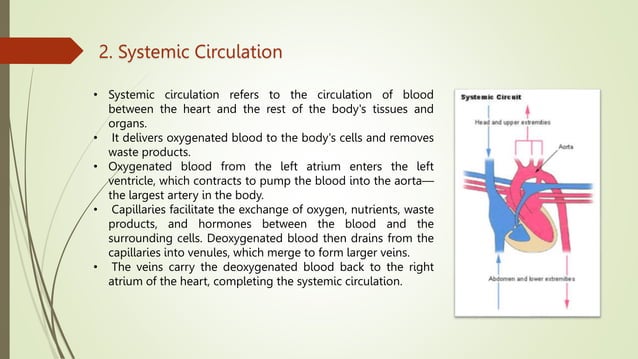 Circulation of blood in human body ppt.pptx