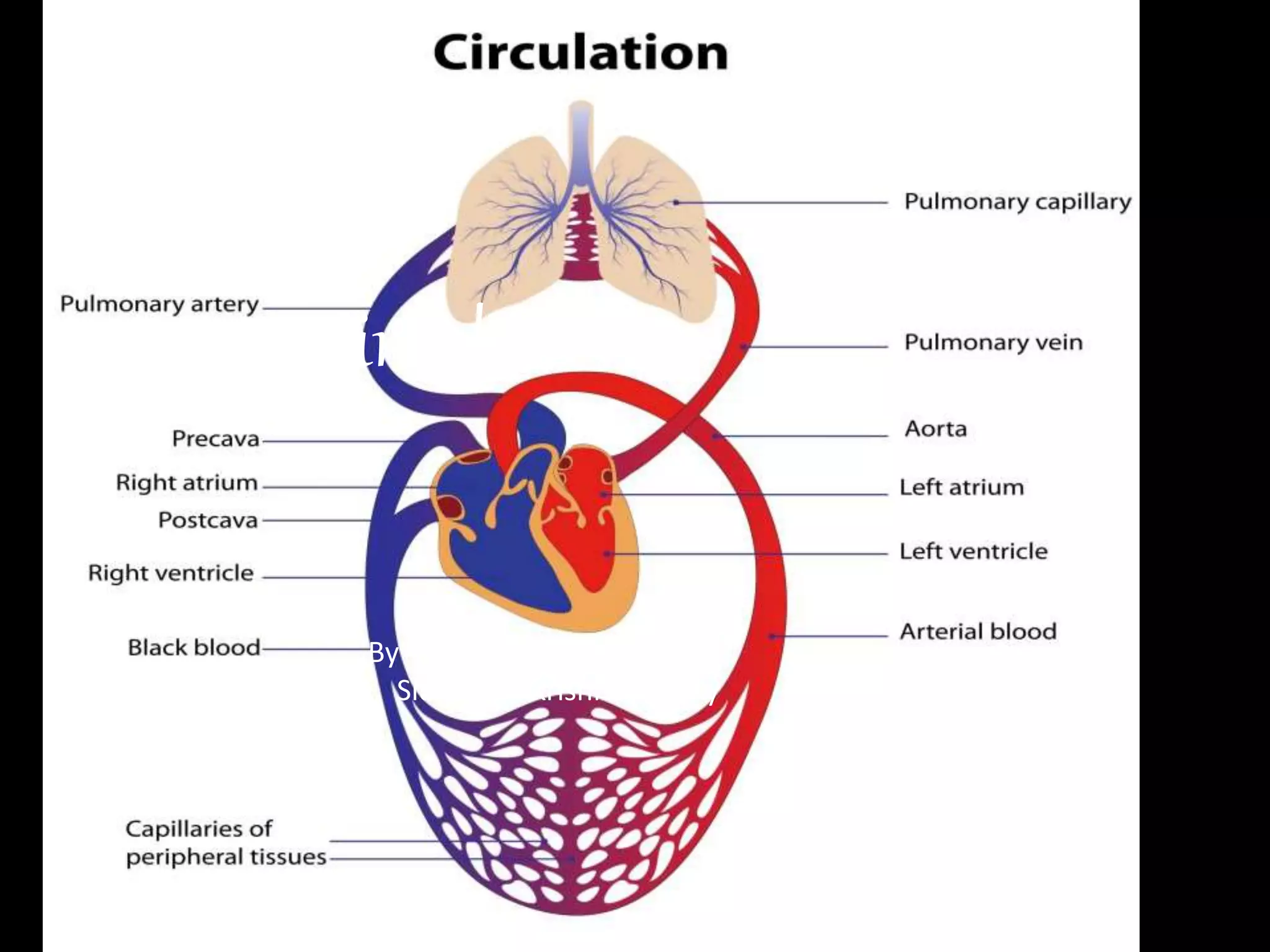 Circulation and Blood | PPTX