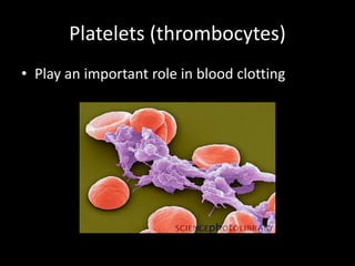 Circulation and Blood | PPTX