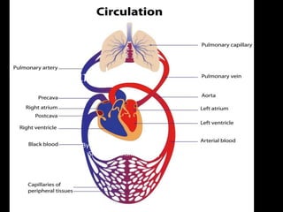 Circulatory System Explained: Parts, Functions and Diseases | PPT