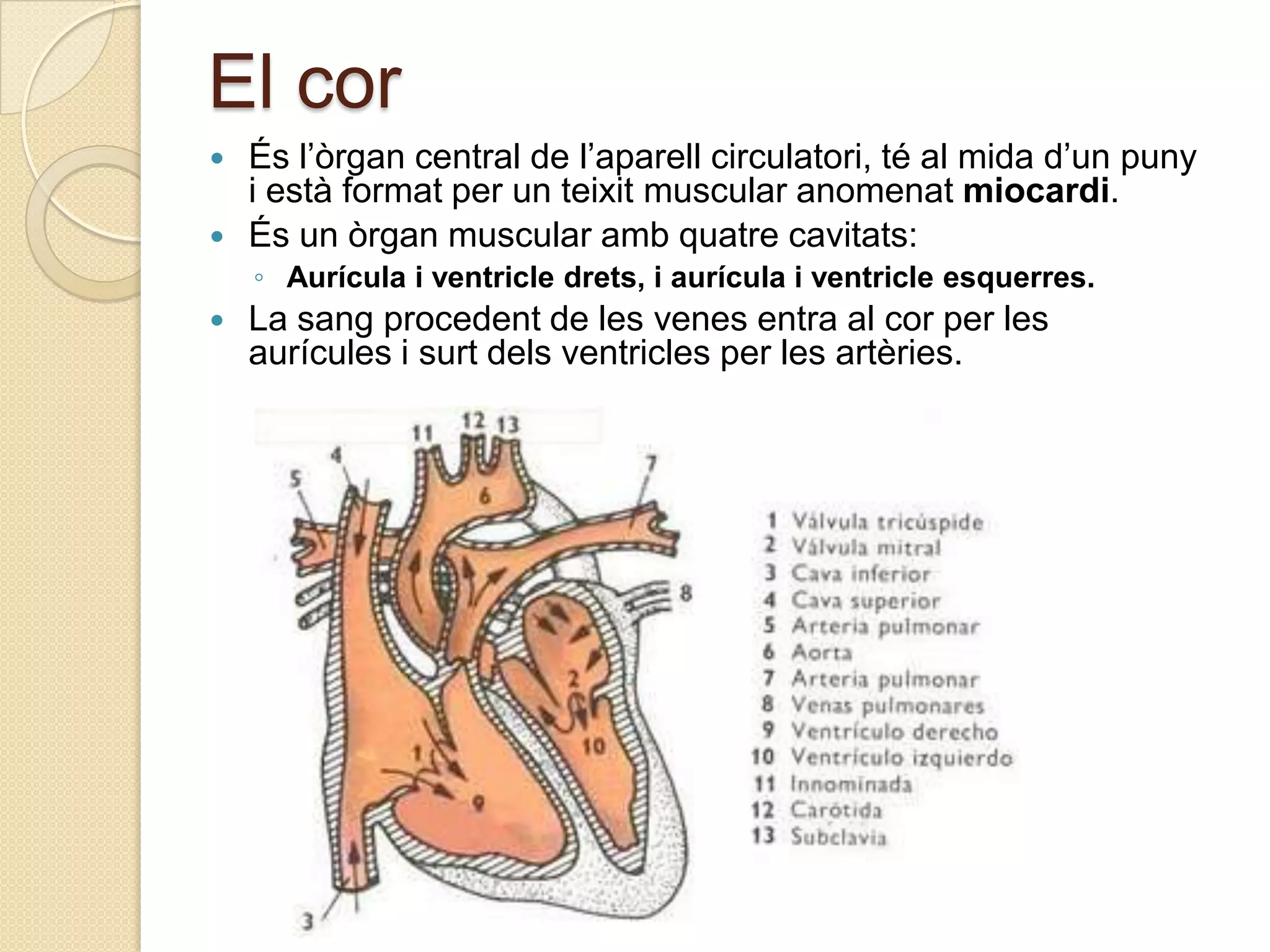 L'aparell circulatori | PPT