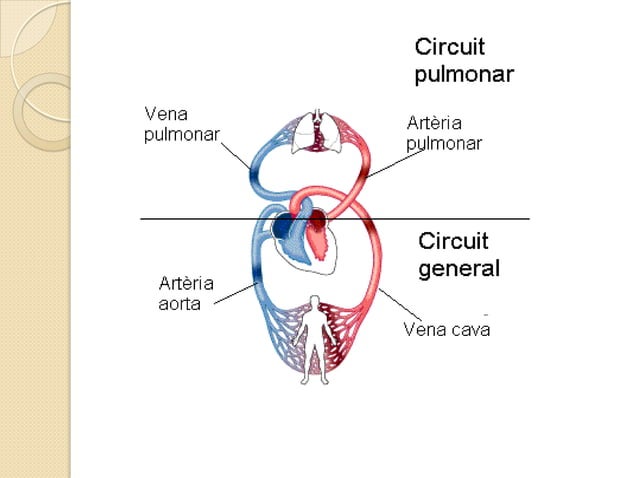 L'aparell circulatori | PPT