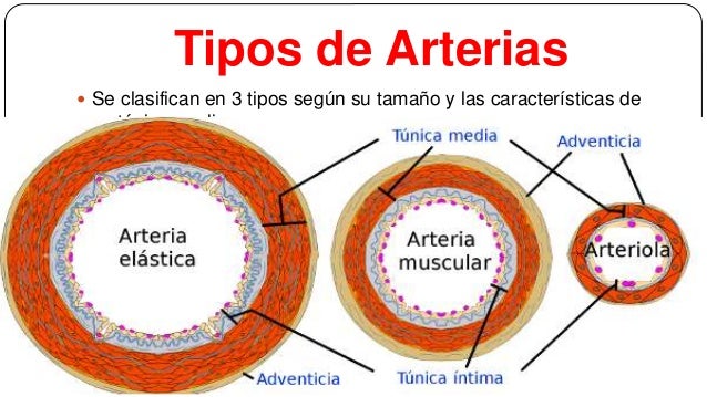 Sistema Circulatorio Histologia