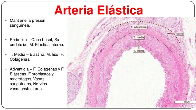 Sistema Circulatorio Histologia
