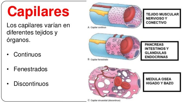 Sistema Circulatorio Histologia