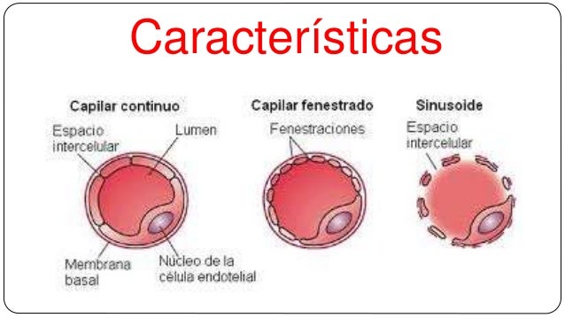 Sistema Circulatorio Histologia