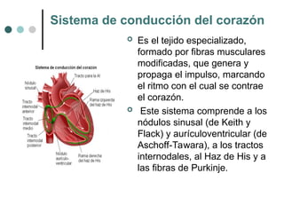 circulación y histología del corazón con descripción , partes y ...