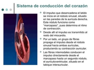 circulación y histología del corazón con descripción , partes y ...