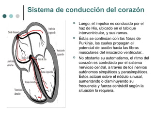 circulación y histología del corazón con descripción , partes y ...