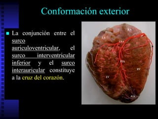 Circulatorio_Practica | PPTX