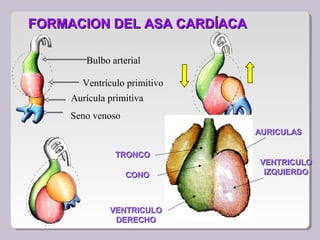 HISTOLOGÍA y EMBRIOLOGIA DEL CORAZÓN Y VASOS SANGUÍNEOS | PPT