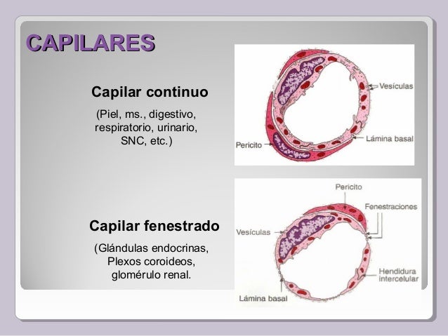 HISTOLOGÍA y EMBRIOLOGIA DEL CORAZÓN Y VASOS SANGUÍNEOS