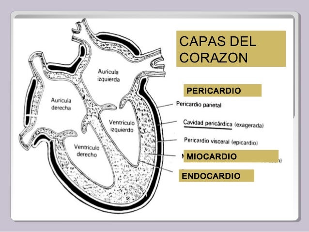HISTOLOGÍA y EMBRIOLOGIA DEL CORAZÓN Y VASOS SANGUÍNEOS