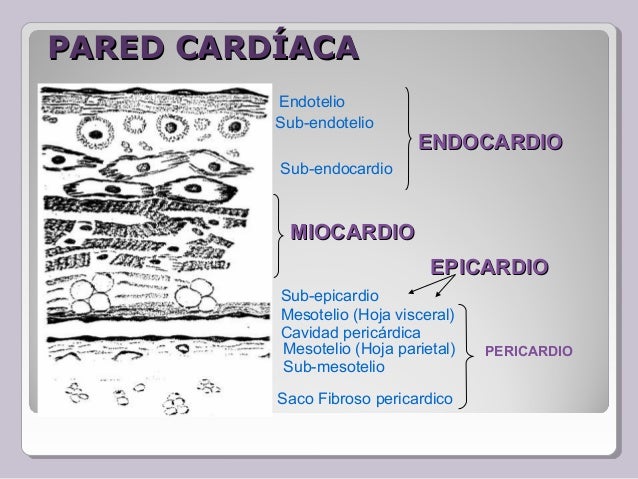 HISTOLOGÍA y EMBRIOLOGIA DEL CORAZÓN Y VASOS SANGUÍNEOS