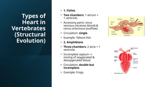Circulator system- nature & types; heart -structure & types.pptx