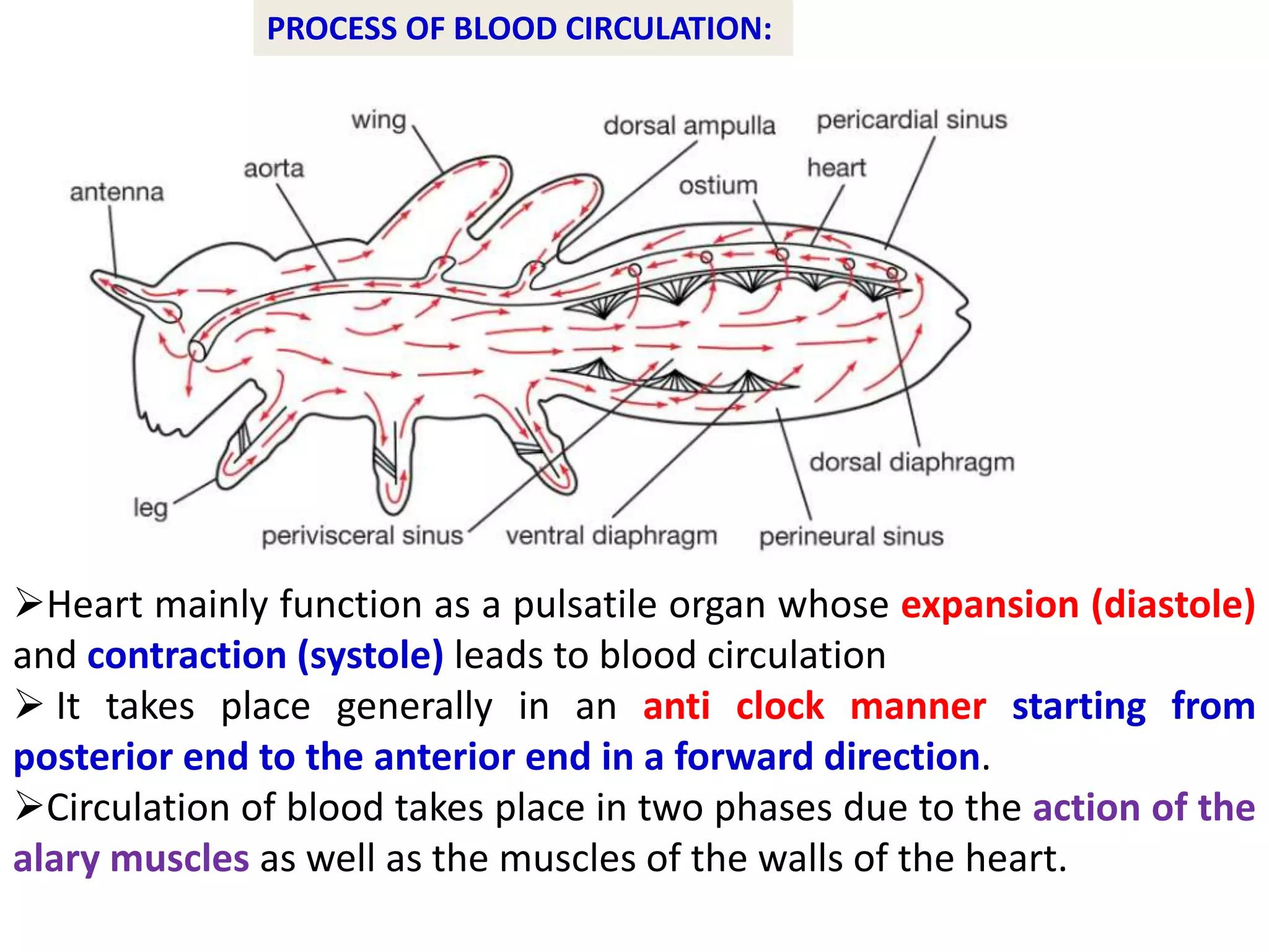 CIRCULATORY.pptx
