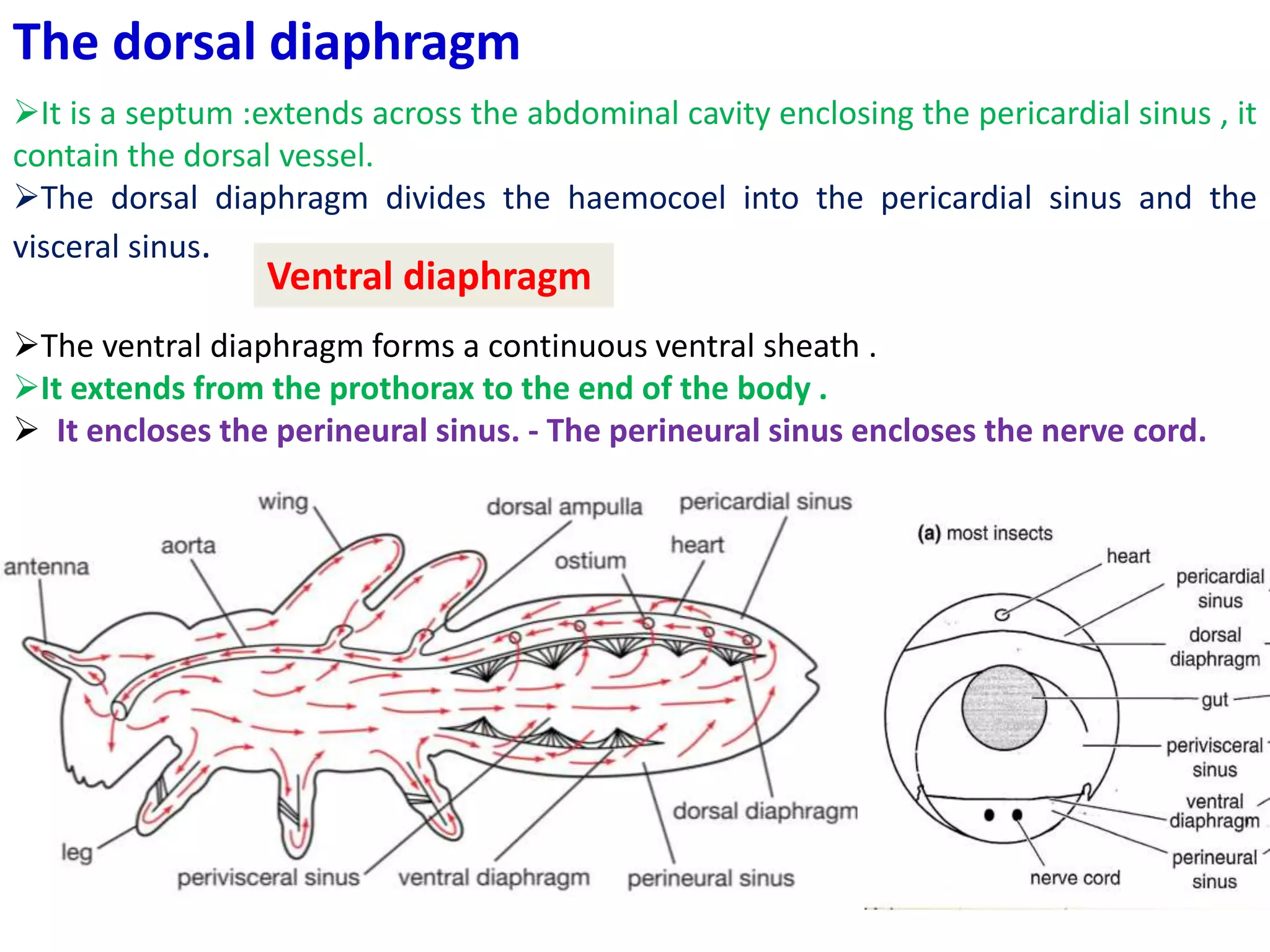 CIRCULATORY.pptx