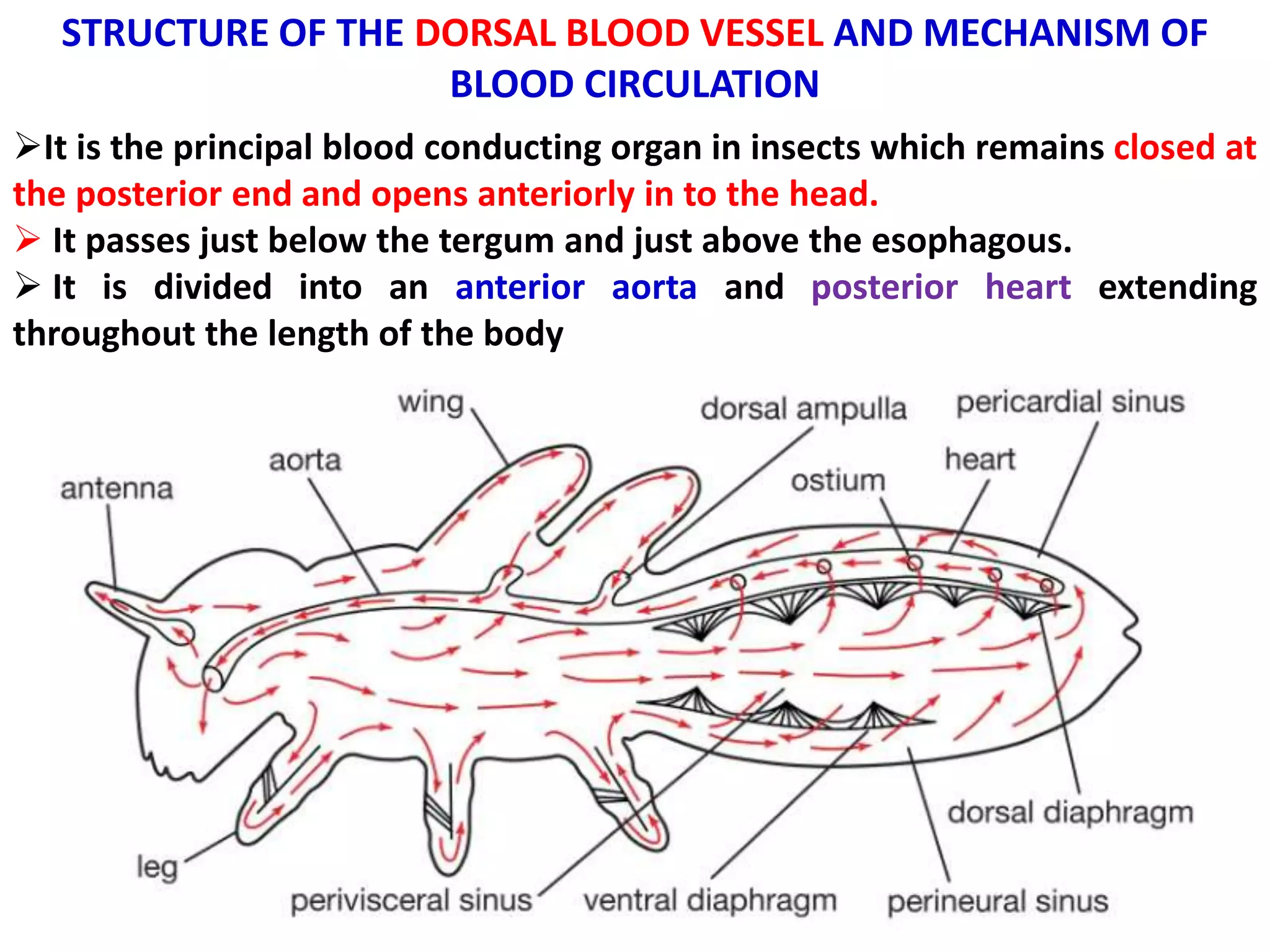 CIRCULATORY.pptx