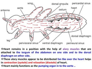 CIRCULATORY.pptx