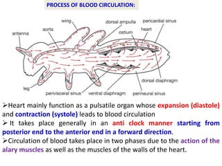 CIRCULATORY.pptx