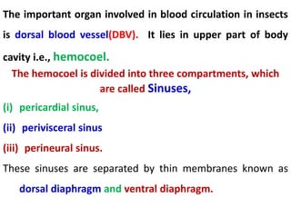 CIRCULATORY.pptx