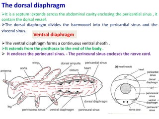 CIRCULATORY.pptx