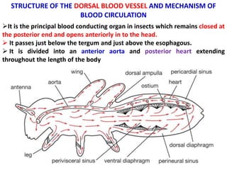 CIRCULATORY.pptx