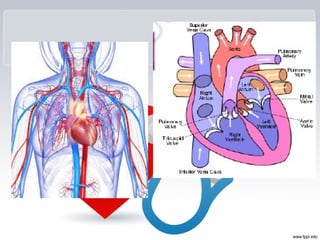 Circulatory System Parts and Functions.ppt