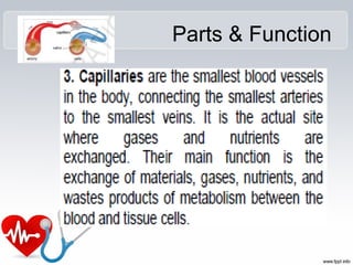 Circulatory System Parts and Functions.ppt