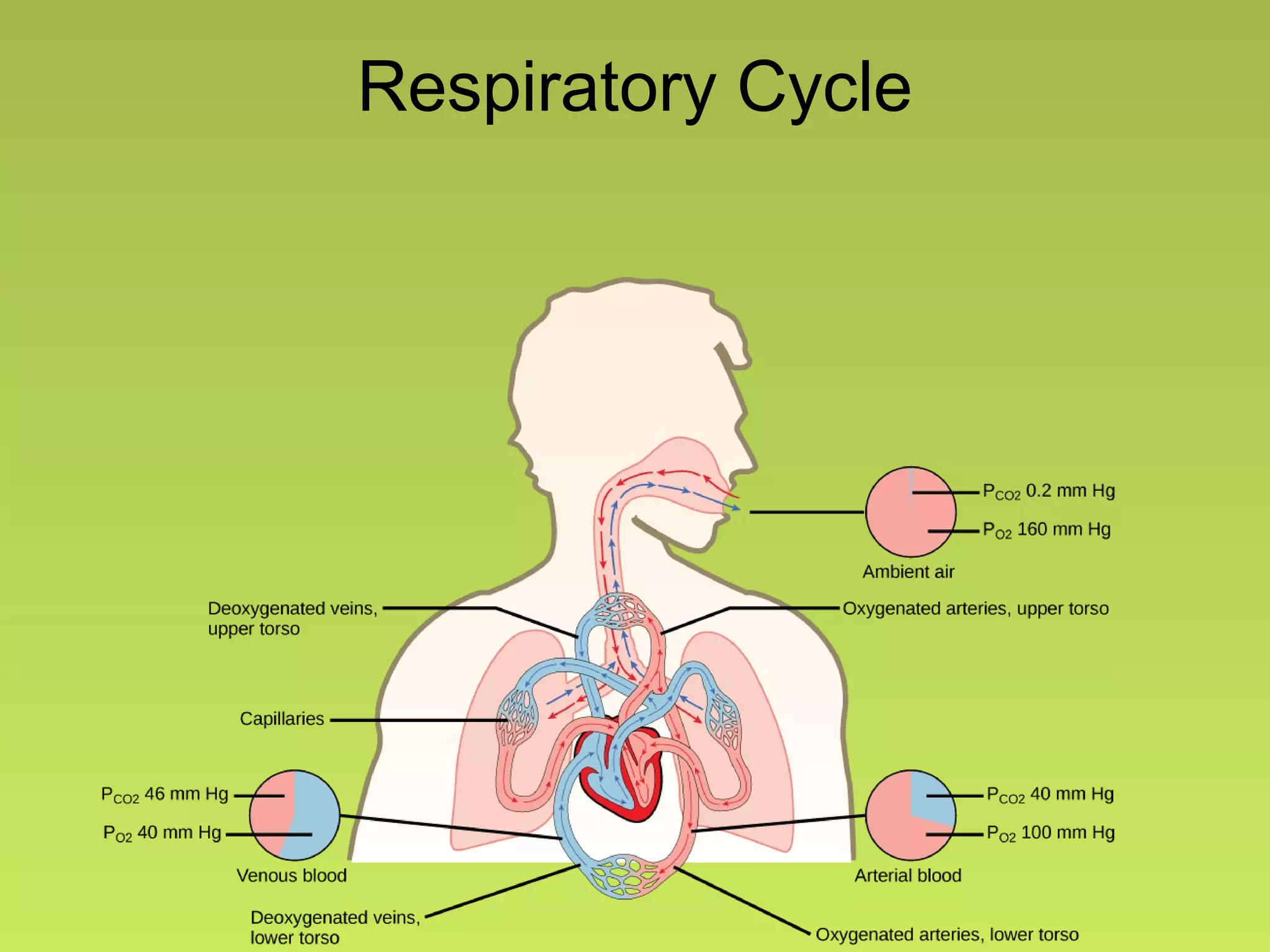 Circulatory Respiratory Lab | PPT
