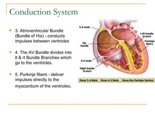 Circulatory system | PPT