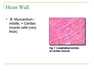 Circulatory system | PPT