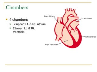 Circulatory system | PPT