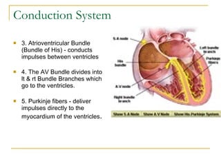 Cardiovascular System | PPT