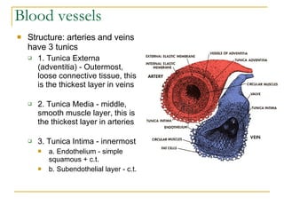 Cardiovascular System | PPT