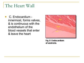 Cardiovascular System | PPT