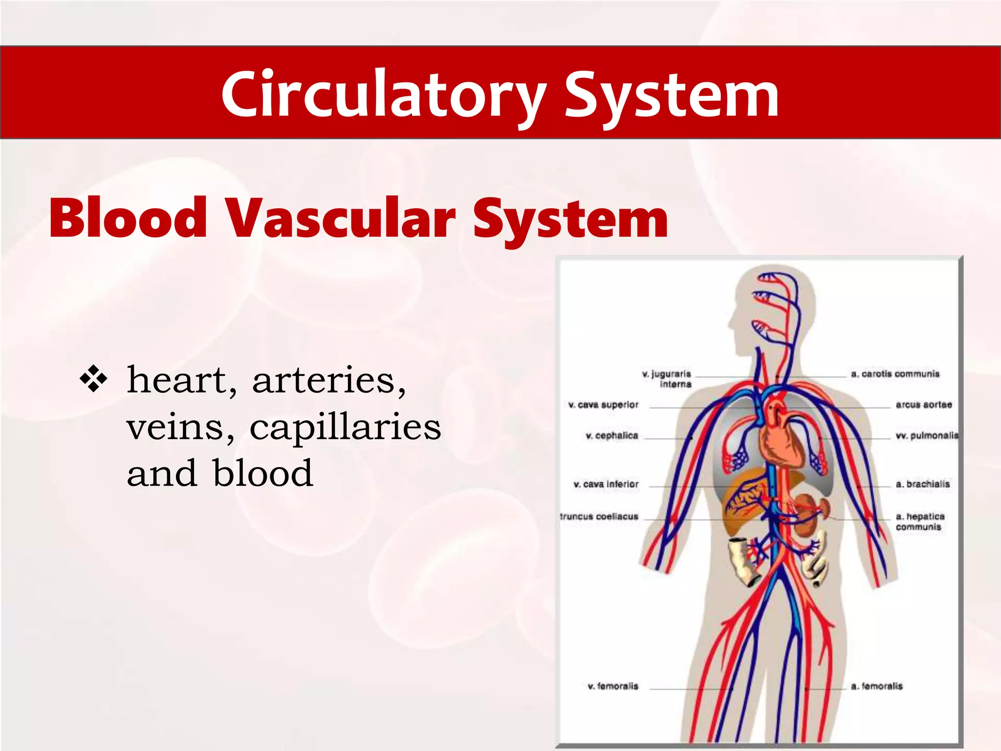 circulatory-system.pptx