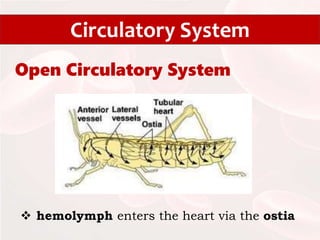 Grasshopper Circulatory System