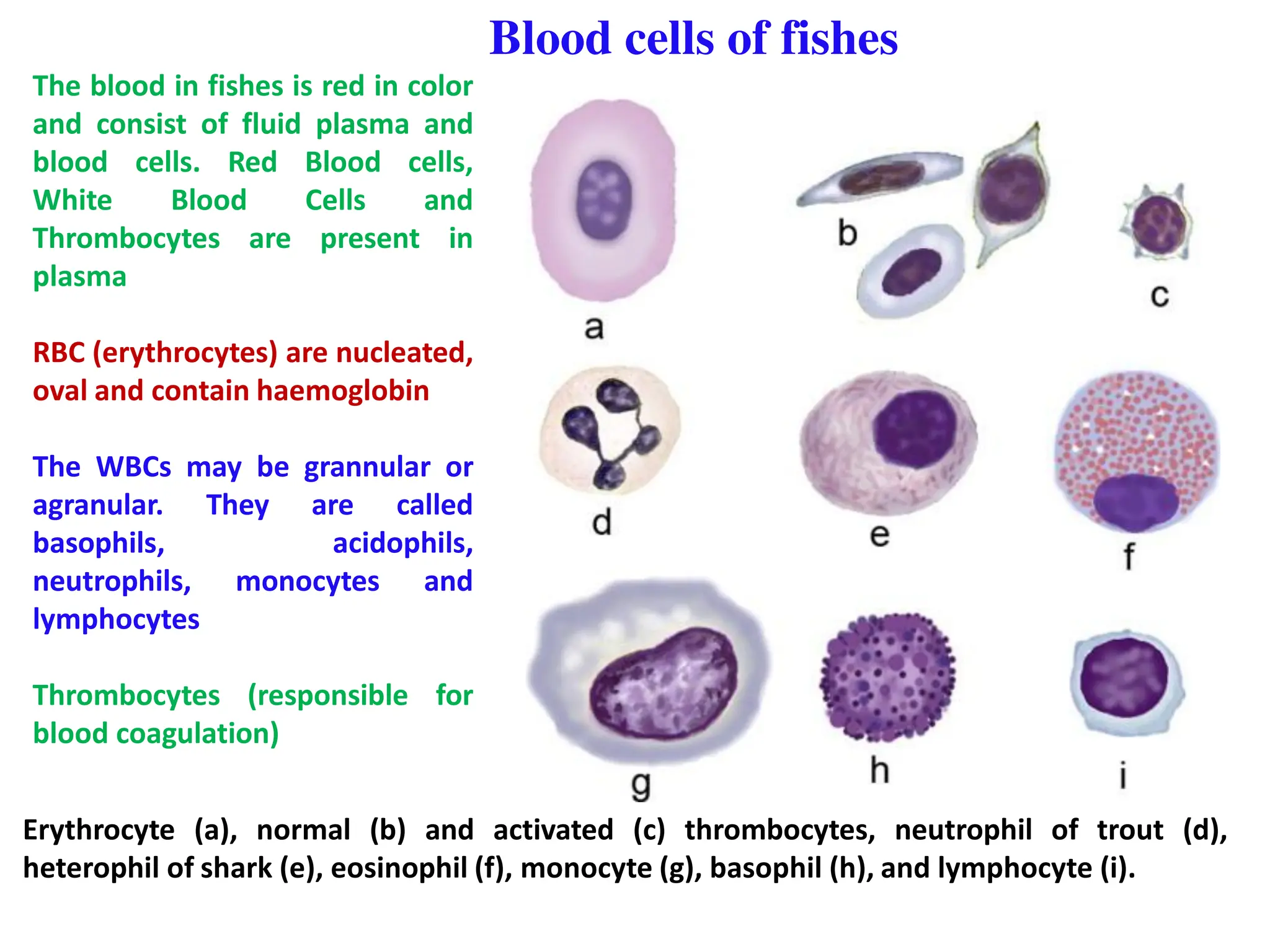 Circulatory-System-in-Finfish-123150.pdf