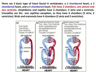 Circulatory-System-in-Finfish-123150.pdf