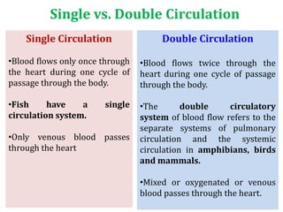 Circulatory-System-in-Finfish-123150.pdf