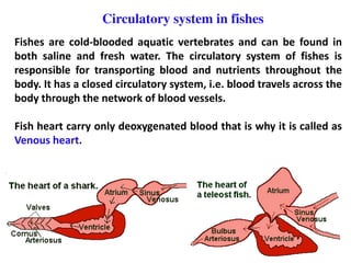 Circulatory-System-in-Finfish-123150.pdf