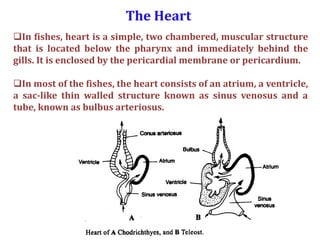 Circulatory-System-in-Finfish-123150.pdf