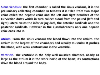 Circulatory-System-in-Finfish-123150.pdf