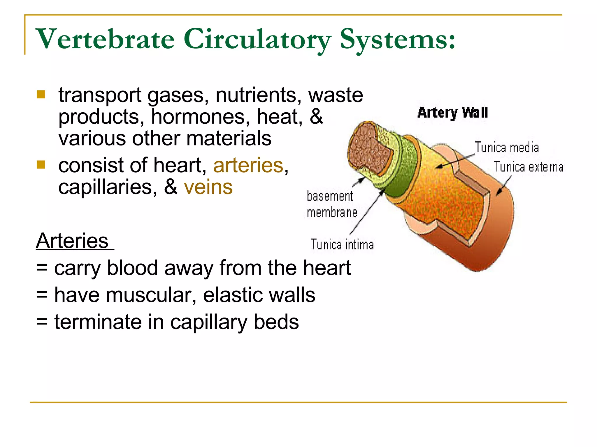 Circulatory System Of The Vertebrates | PPT