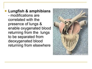 Lungfish Circulatory System